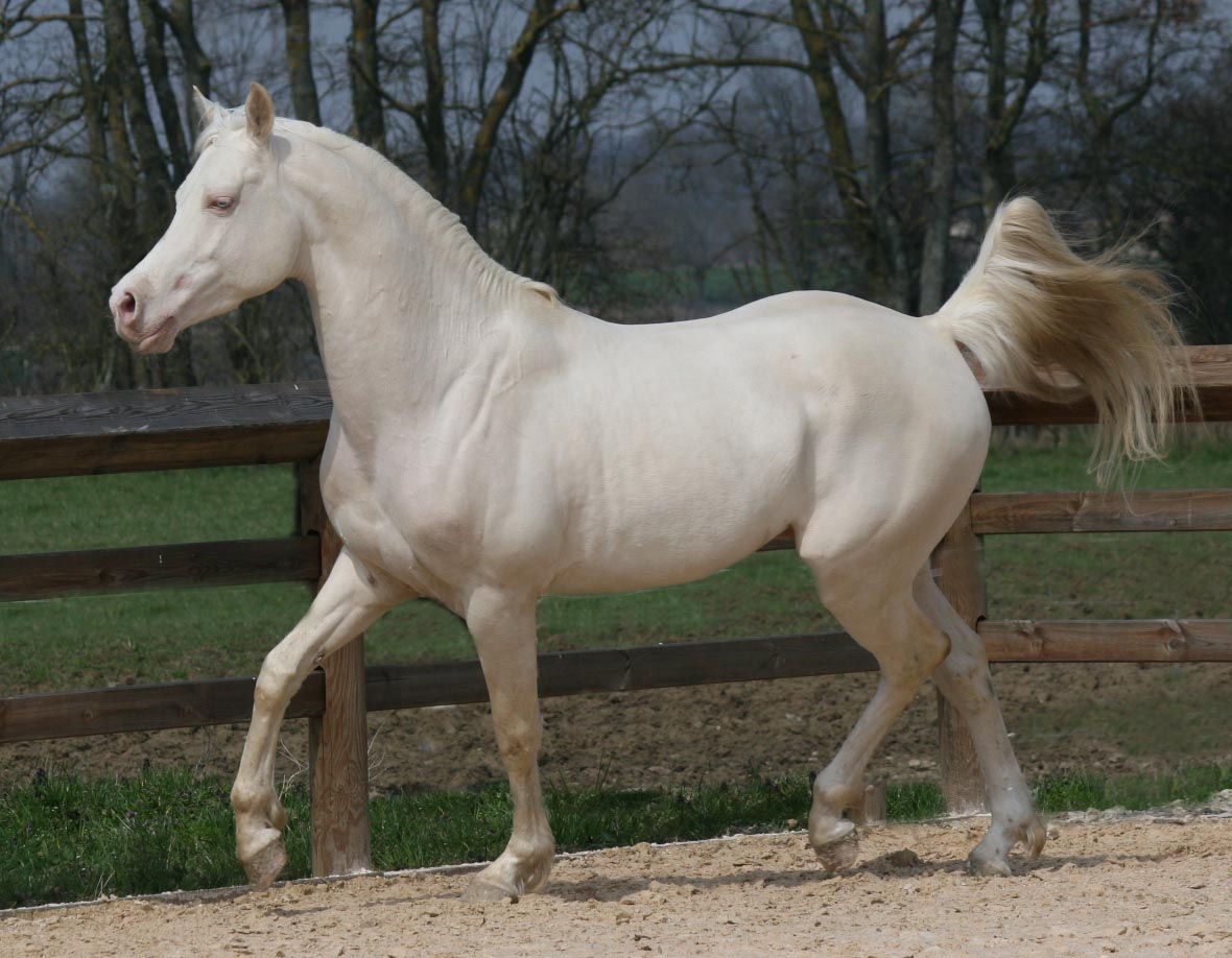 Swaen Silver Fame | SilverFame
